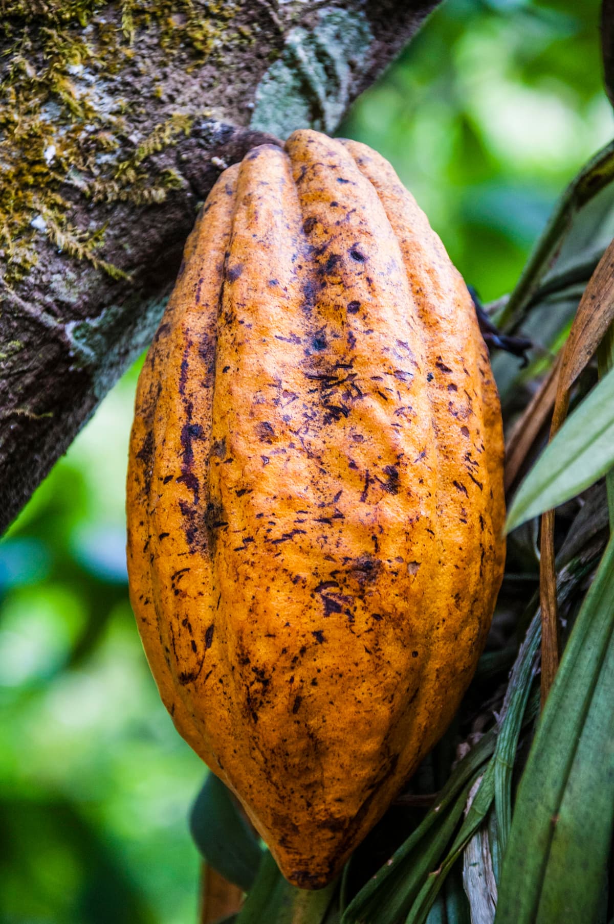 Morde - Premium Chocolate Solutions